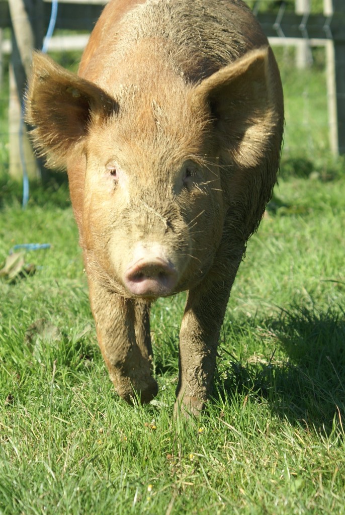 Pigs 2010 003 « Tamworth Breeders' Club